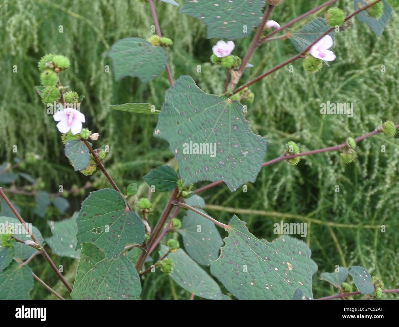 Caesar weed (Urena lobata) Plantae Stock Photo - Alamy