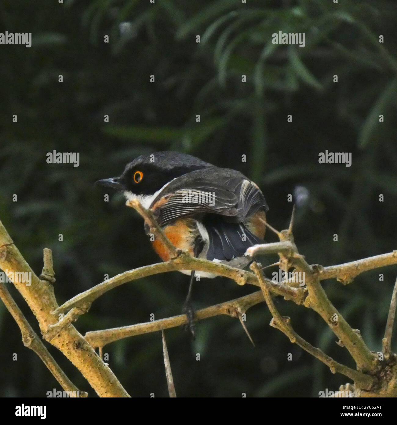 Cape Batis (Batis capensis) Aves Stock Photo - Alamy