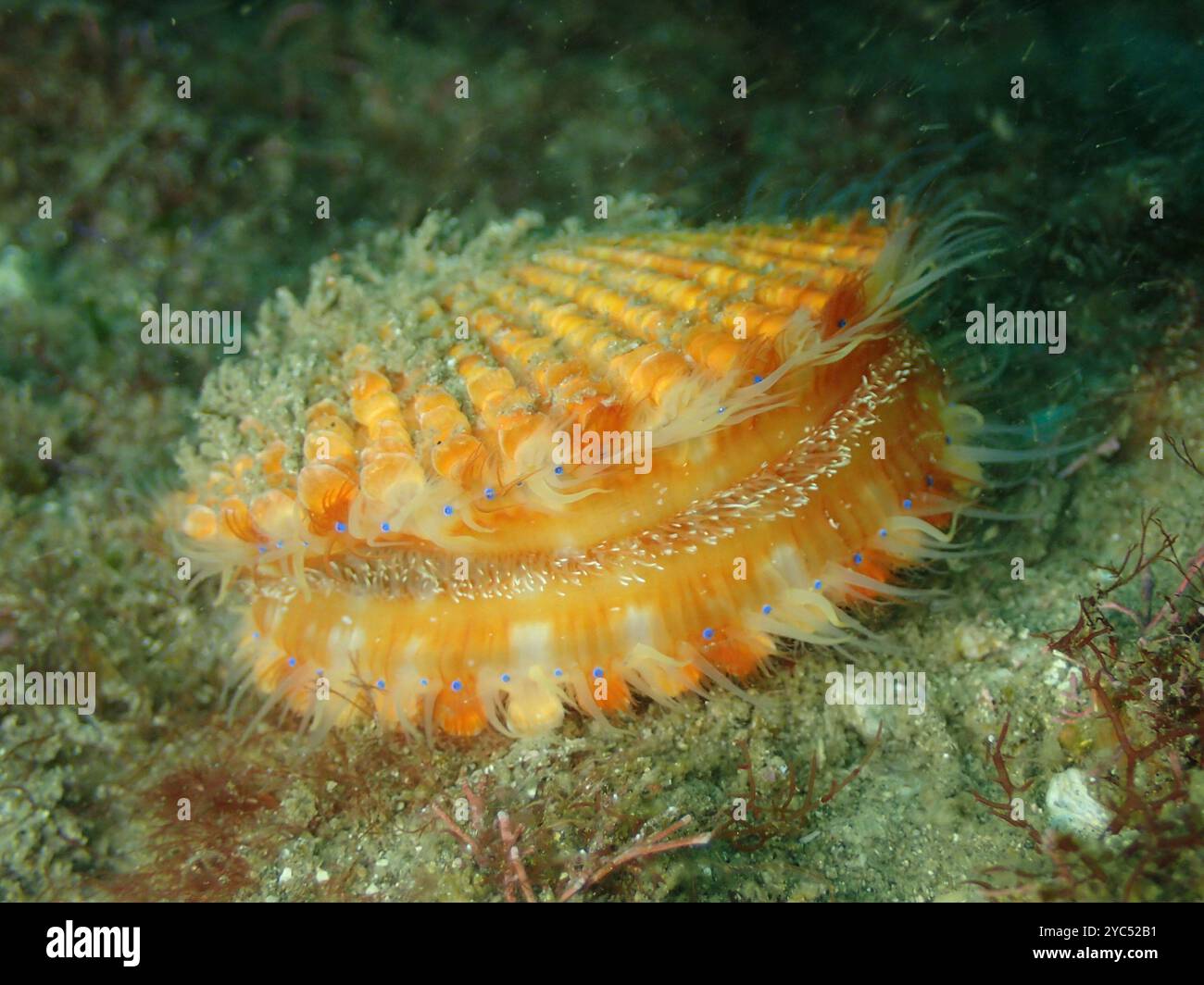 Mimachlamys crassicostata hi-res stock photography and images - Alamy