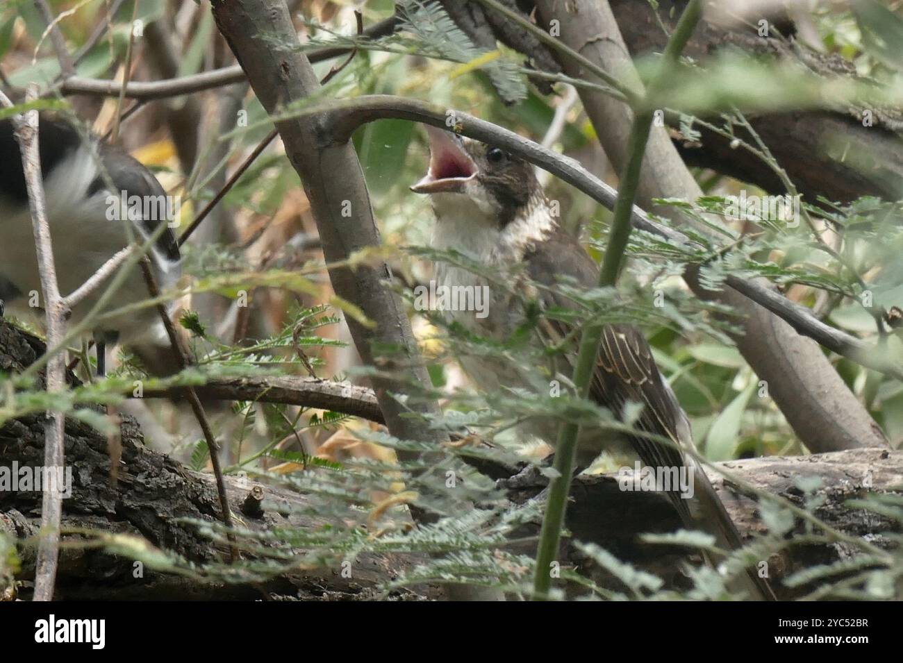 Grey Butcherbird (Cracticus torquatus) Aves Stock Photo - Alamy