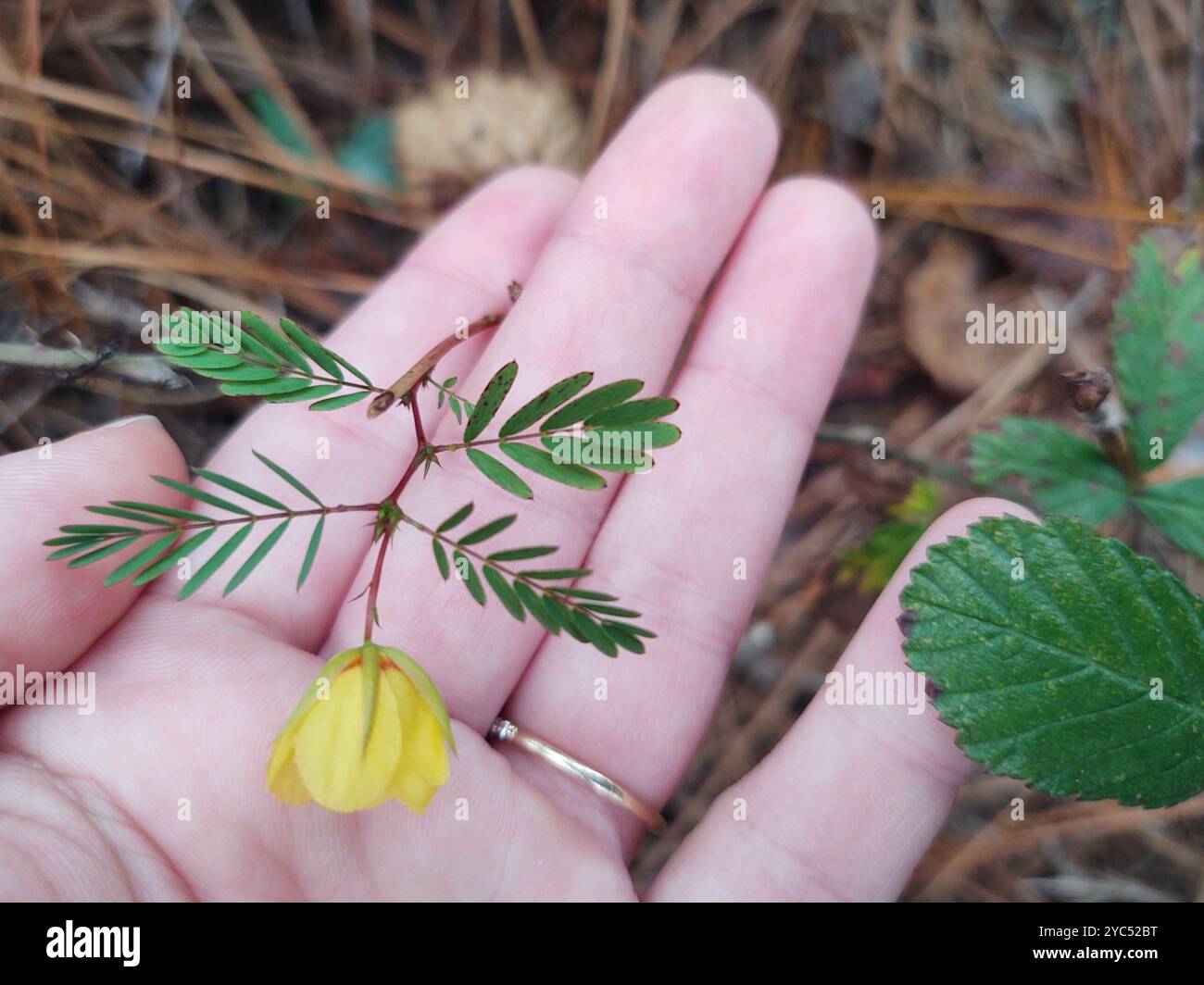 sensitive and partridge peas (Chamaecrista) Plantae Stock Photo - Alamy