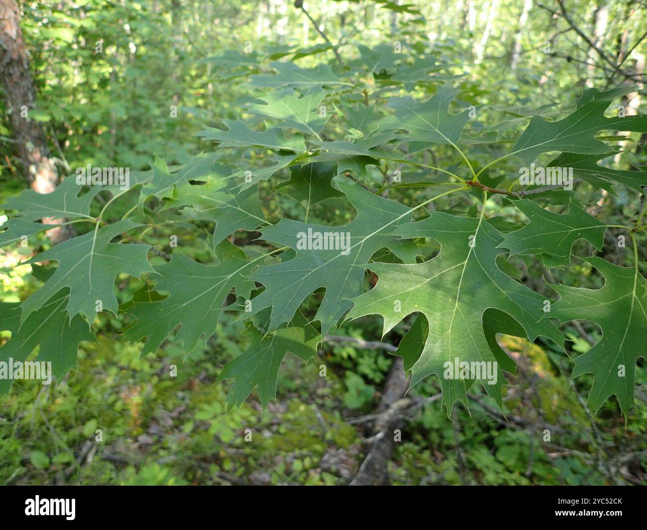 northern pin oak (Quercus ellipsoidalis) Plantae Stock Photo - Alamy