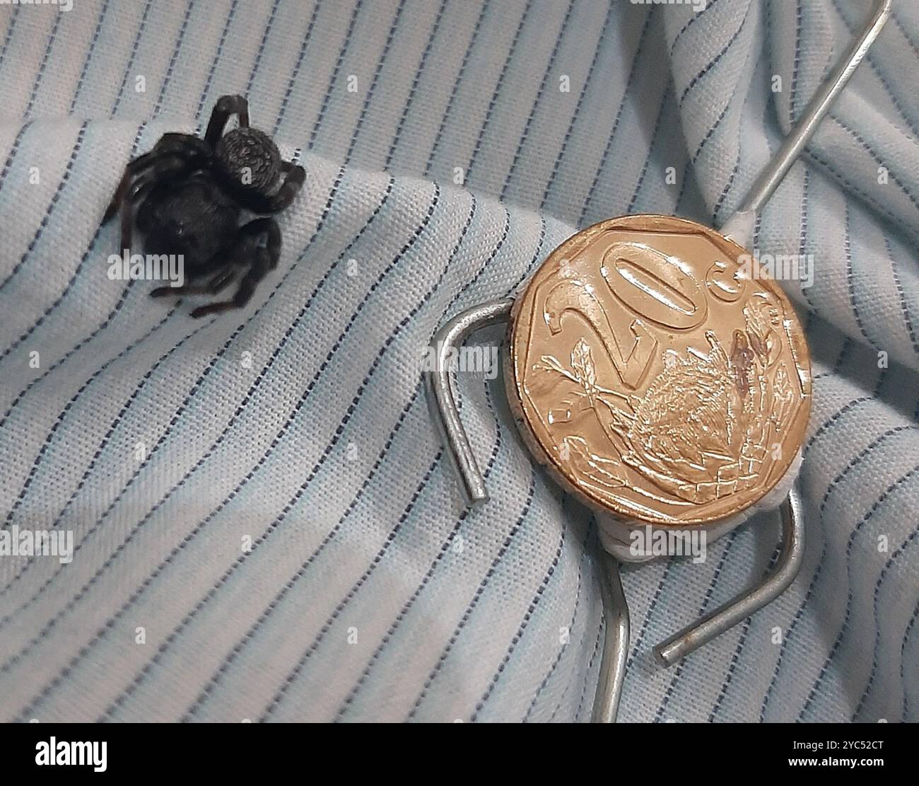 Tree Velvet Spiders (Gandanameno) Arachnida Stock Photo - Alamy