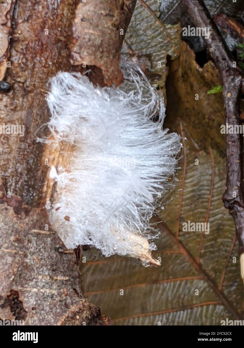 Hair Ice (Exidiopsis effusa) Fungi Stock Photo - Alamy
