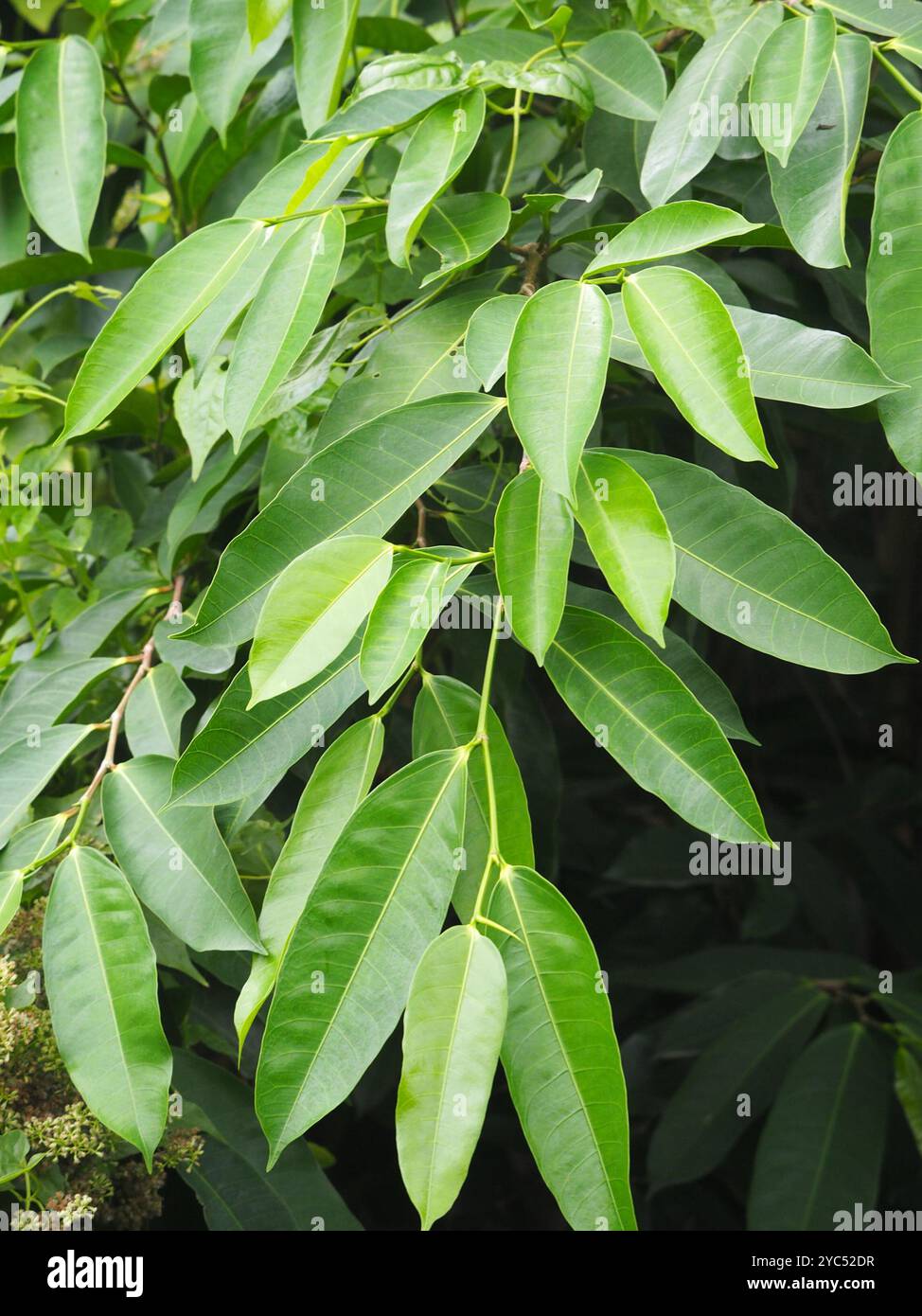 figwood (Ficus virgata) Plantae Stock Photo - Alamy