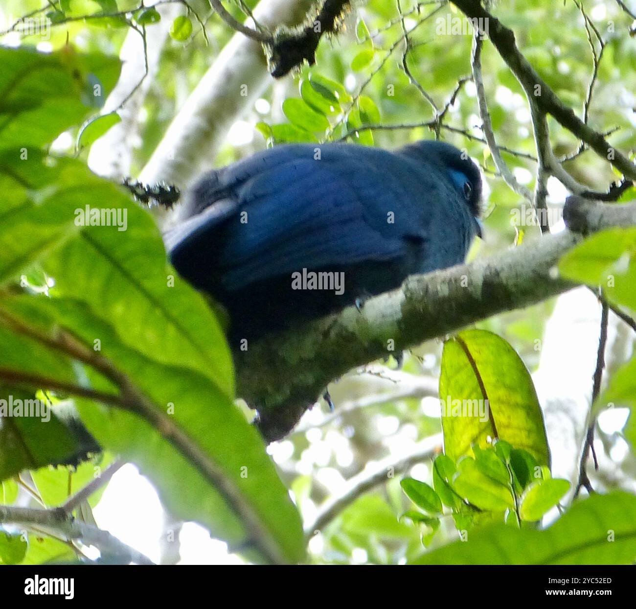 Blue Coua (Coua caerulea) Aves Stock Photo - Alamy
