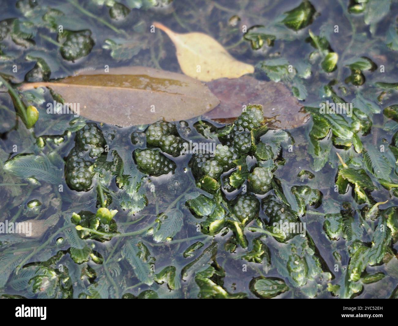 Green Feather Alga (Caulerpa sertularioides) Plantae Stock Photo - Alamy