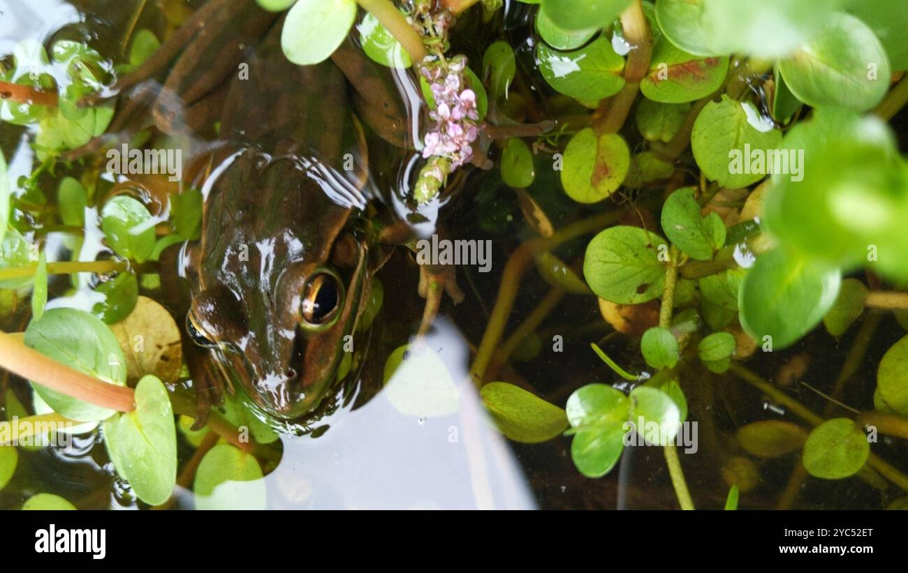 Green-and-Golden Bell Frog (Ranoidea aurea) Amphibia Stock Photo - Alamy