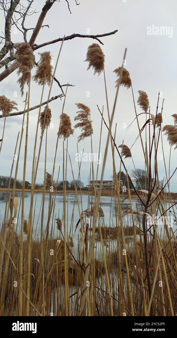 common reed (Phragmites australis) Plantae Stock Photo - Alamy