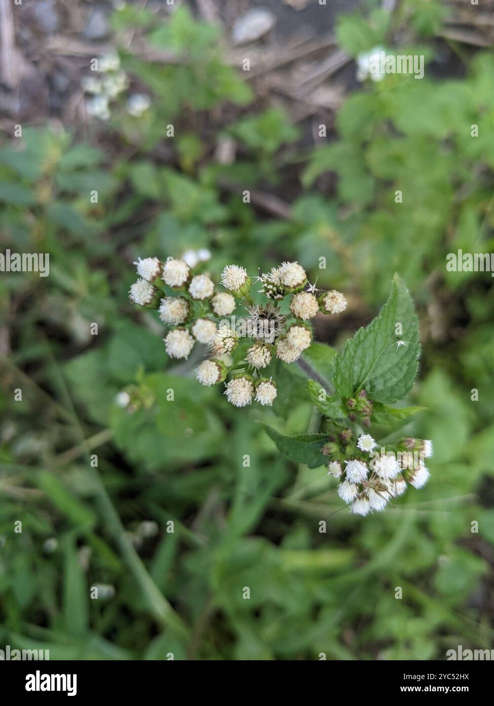 billygoat weed (Ageratum conyzoides) Plantae Stock Photo - Alamy