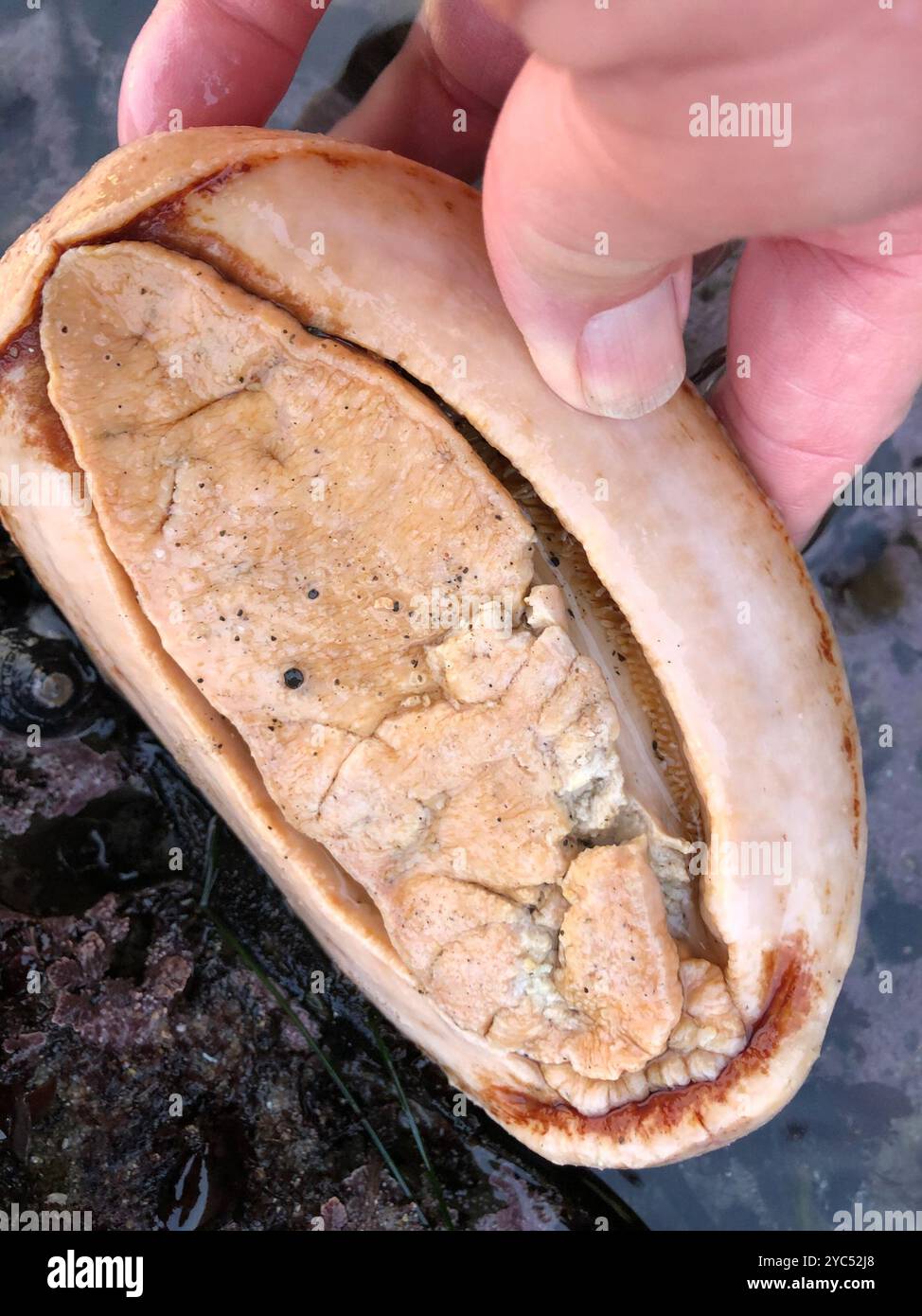 Gumboot Chiton (Cryptochiton stelleri) Mollusca Stock Photo - Alamy