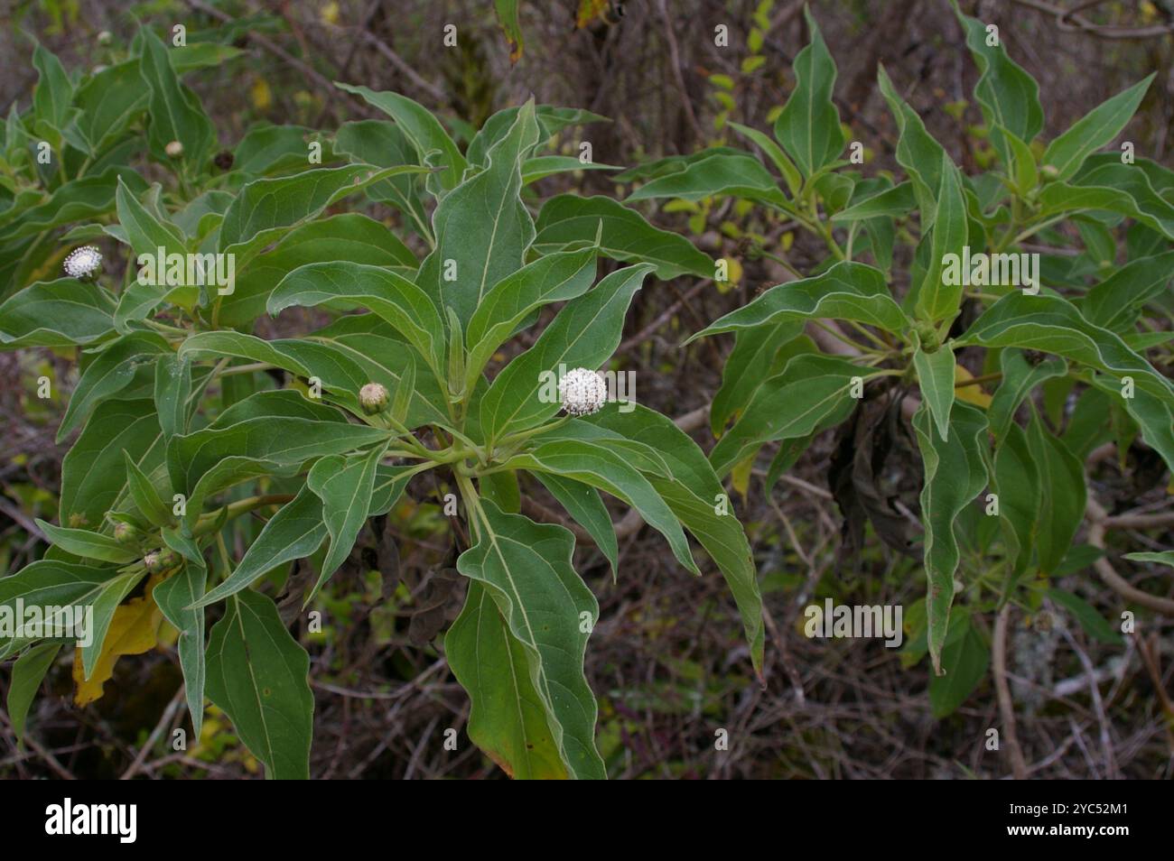 (Scalesia pedunculata) Plantae Stock Photo - Alamy