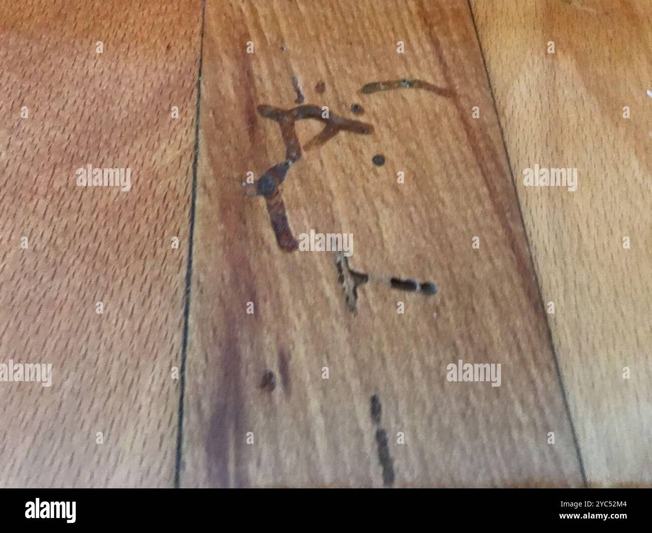 Deathwatch, Spider, and Wood-borer Beetles (Ptinidae) Insecta Stock ...