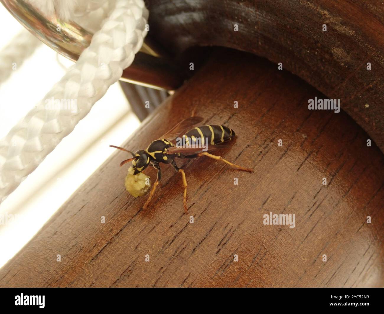 (Polistes nimpha) Insecta Stock Photo - Alamy