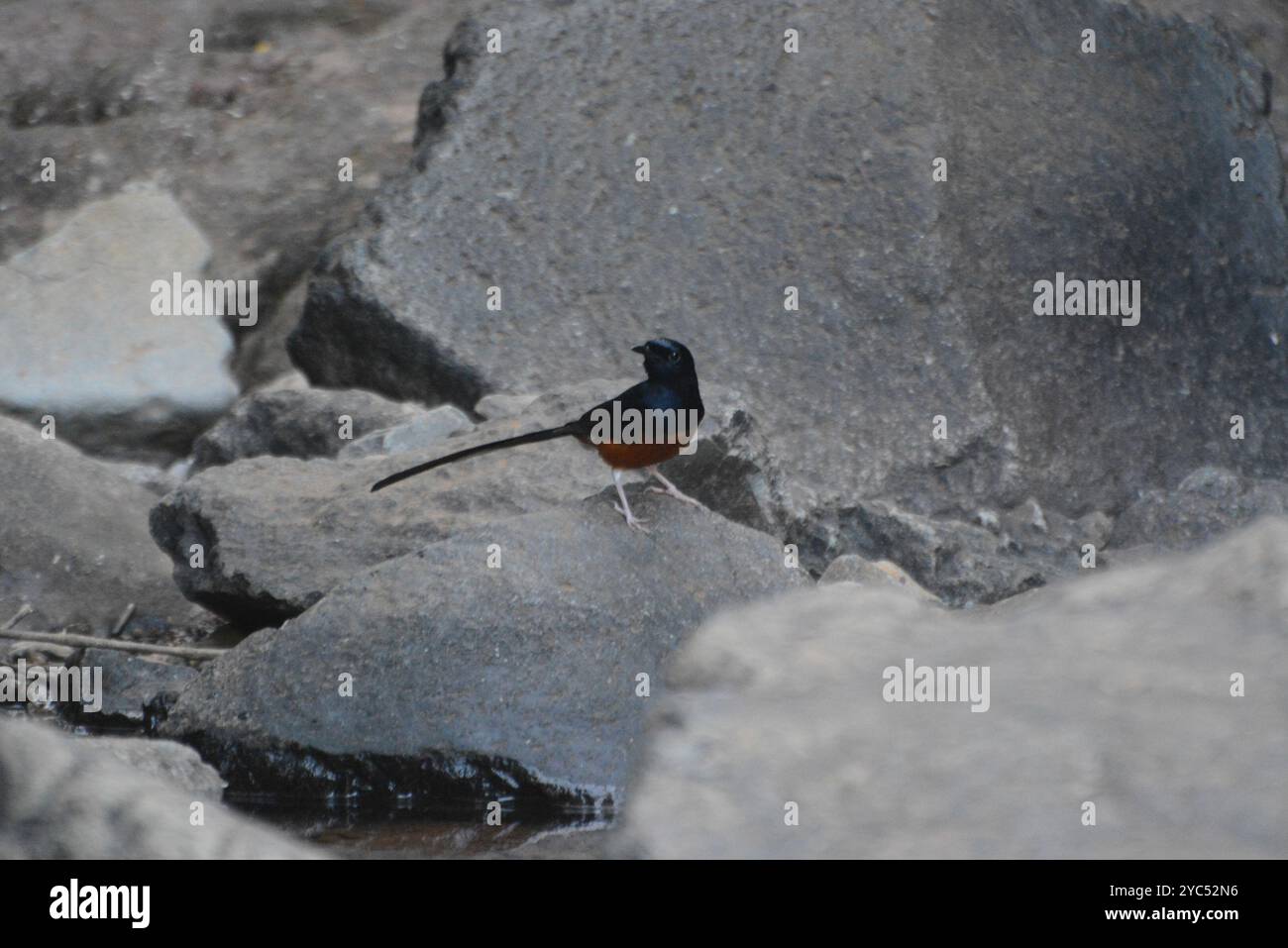 White-rumped Shama (Copsychus malabaricus) Aves Stock Photo - Alamy