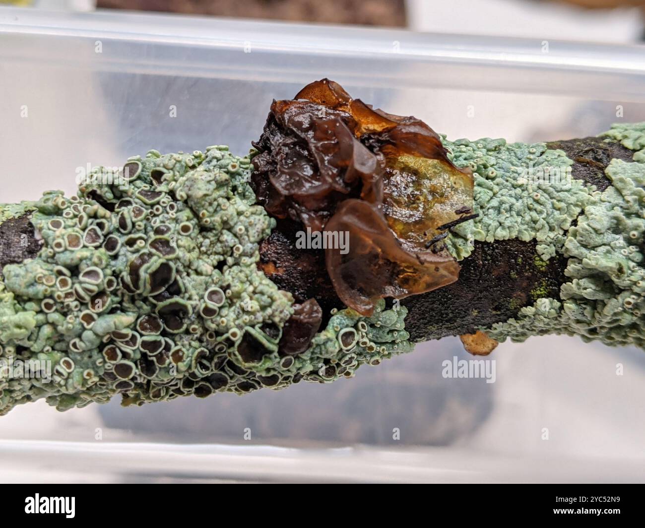 American Amber Jelly Fungus (Exidia crenata) Fungi Stock Photo - Alamy