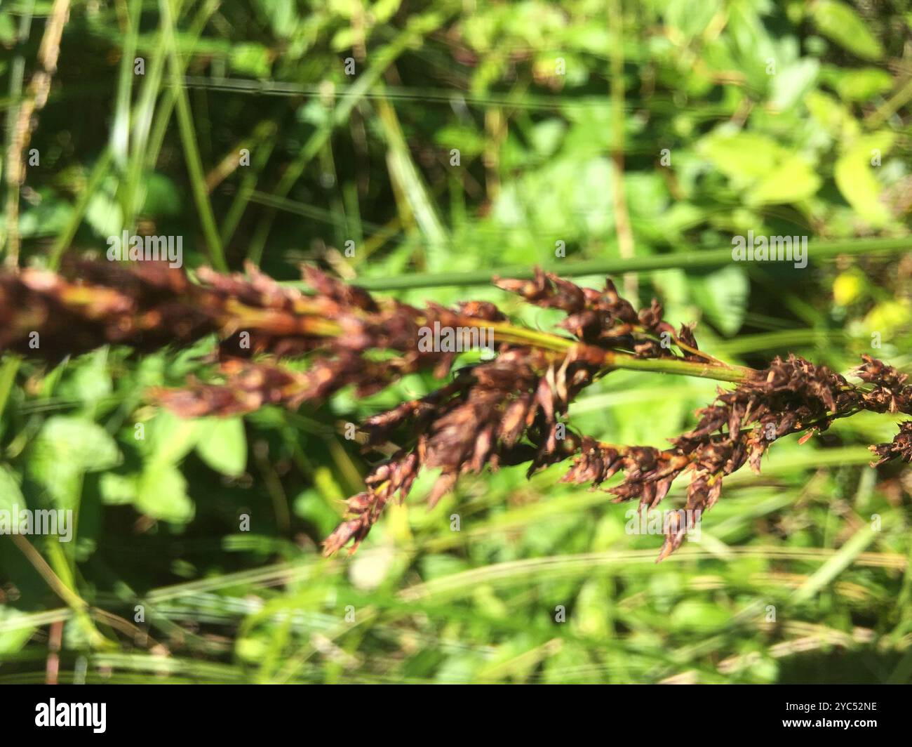 Pakihi Rush (Machaerina teretifolia) Plantae Stock Photo - Alamy