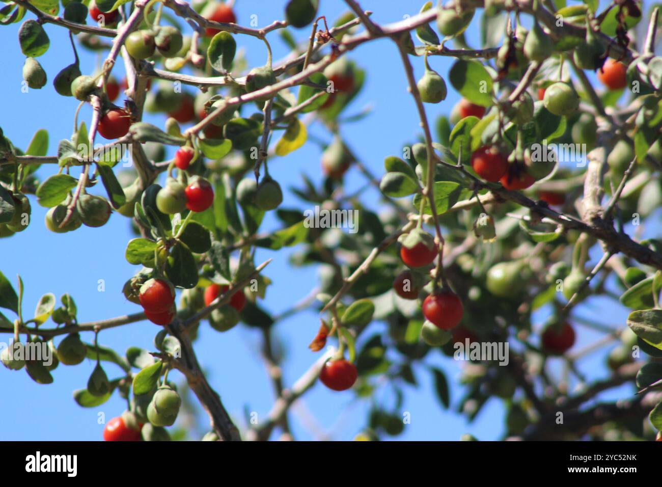 African boxthorn (Lycium ferocissimum) Plantae Stock Photo - Alamy