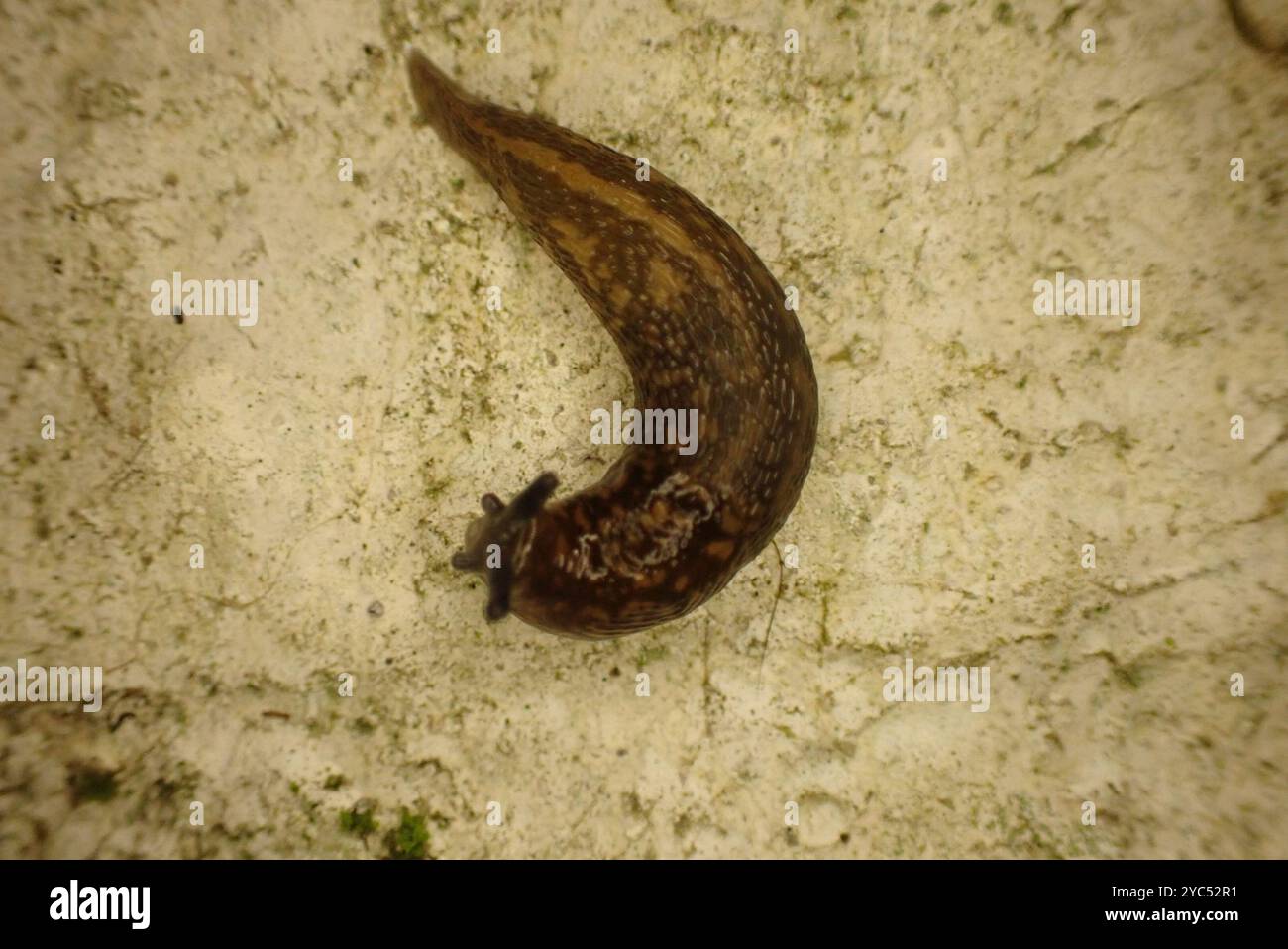 Yellow Cellar Slug (Limacus flavus) Mollusca Stock Photo - Alamy