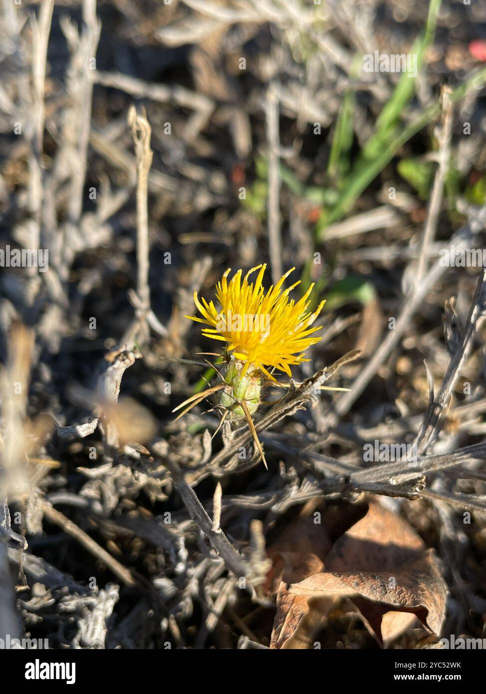 Yellow Star-Thistle (Centaurea solstitialis) Plantae Stock Photo - Alamy