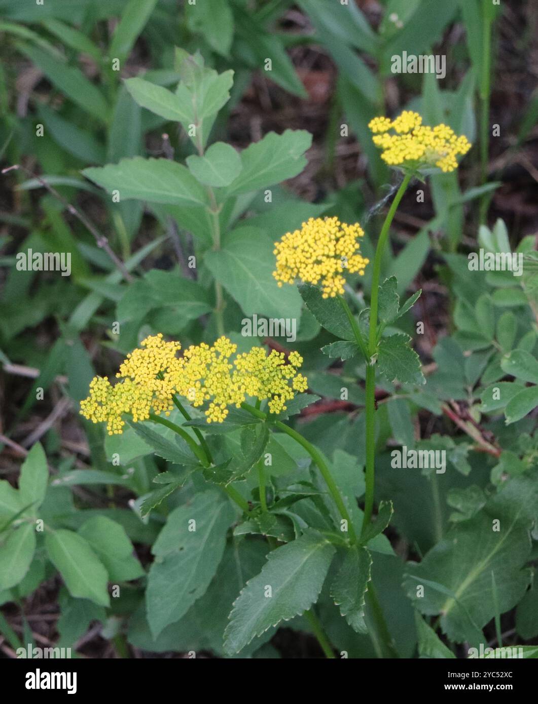 heart-leaf golden Alexanders (Zizia aptera) Plantae Stock Photo - Alamy
