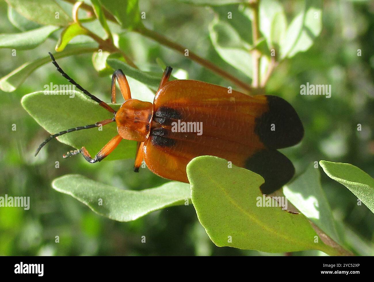 Net-winged Beetles (Lycidae) Insecta Stock Photo - Alamy