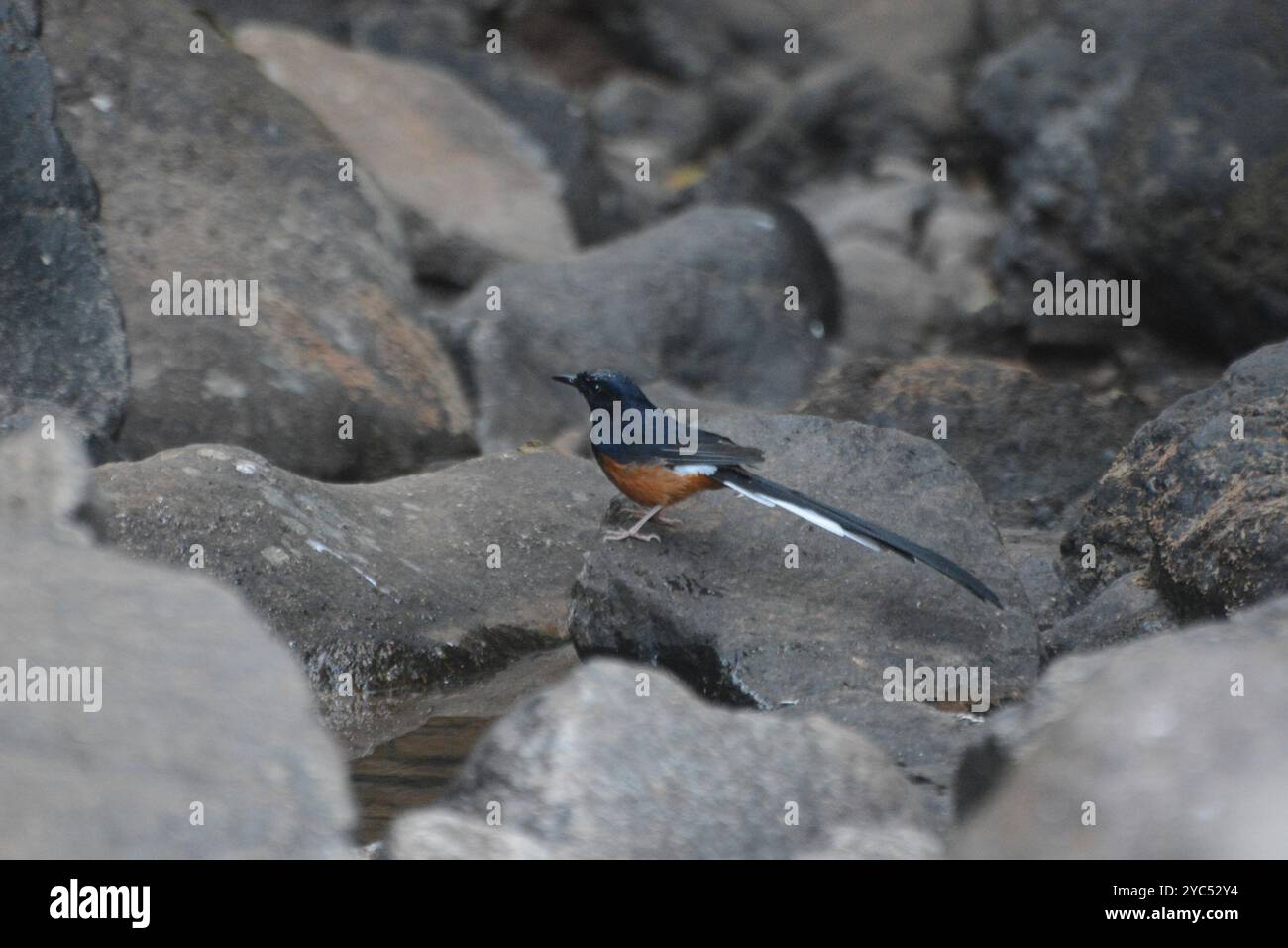 White-rumped Shama (Copsychus malabaricus) Aves Stock Photo - Alamy