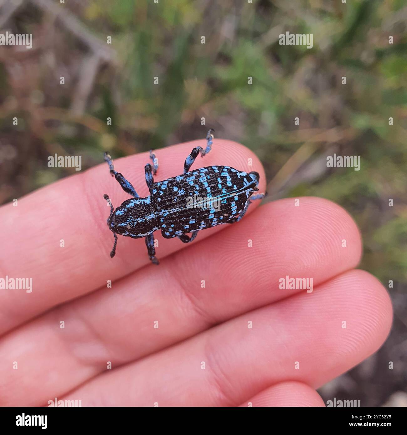 Chrysolopus spectabilis hi-res stock photography and images - Alamy