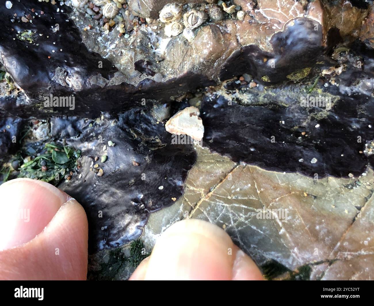 green spongy cushion (Codium setchellii) Plantae Stock Photo - Alamy