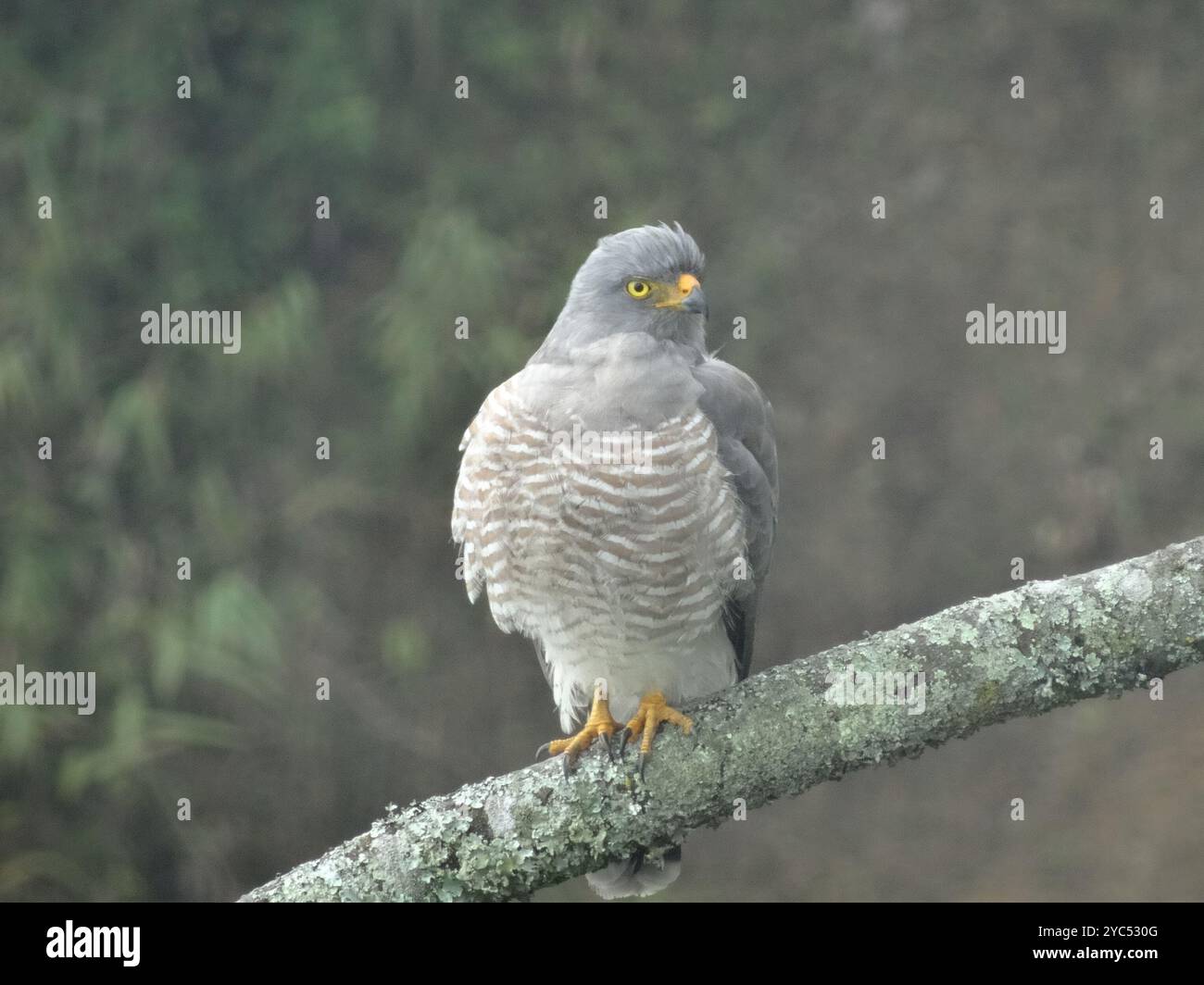 Roadside Hawk (Rupornis magnirostris) Aves Stock Photo - Alamy