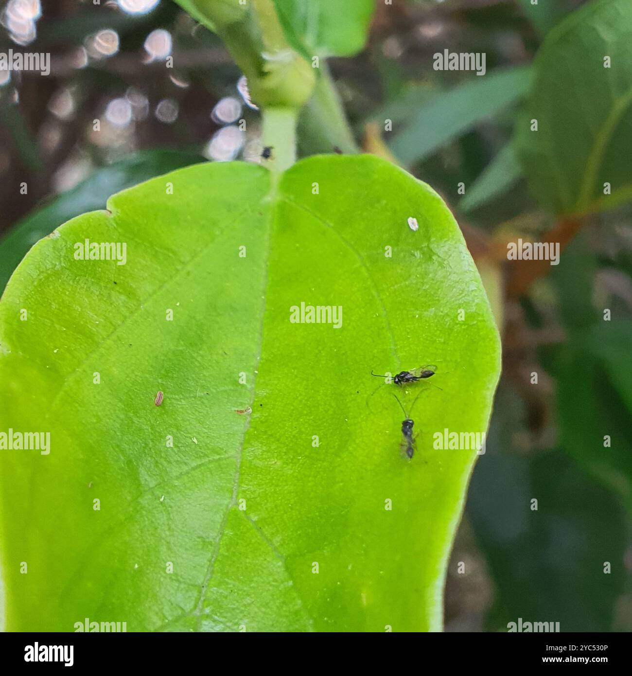 Ants, Bees, Wasps, and Sawflies (Hymenoptera) Insecta Stock Photo - Alamy