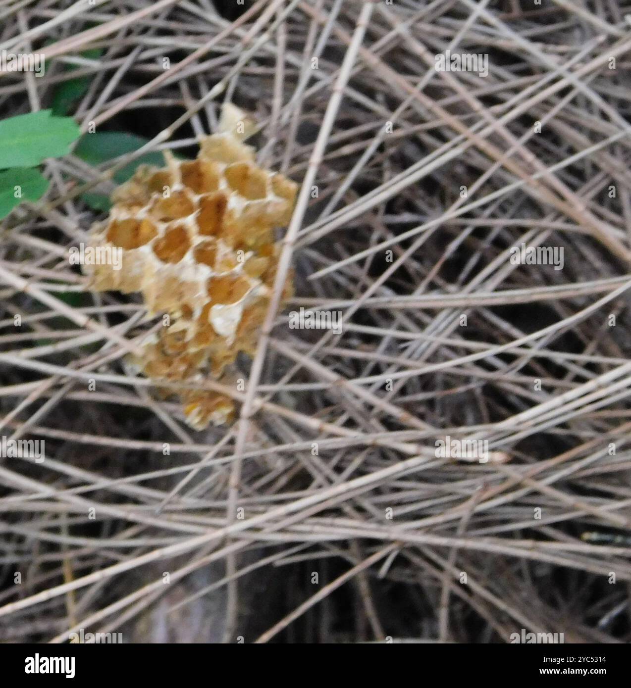 Ants, Bees, and Stinging Wasps (Aculeata) Insecta Stock Photo - Alamy