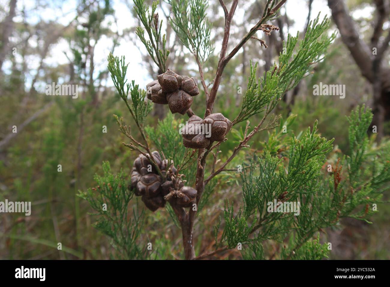 Oyster Bay cypress-pine (Callitris rhomboidea) Plantae Stock Photo - Alamy