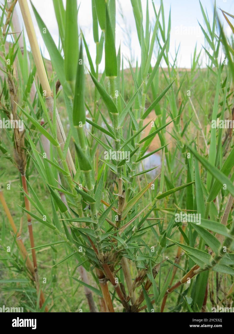 African Reed (Phragmites mauritianus) Plantae Stock Photo - Alamy