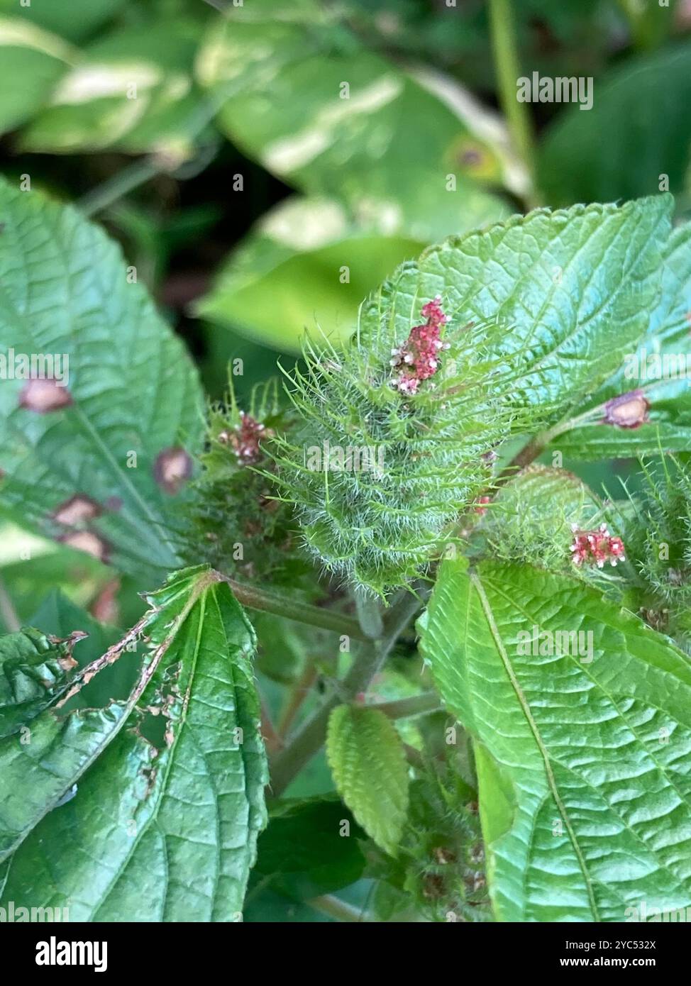 Field Copperleaf (Acalypha arvensis) Plantae Stock Photo - Alamy
