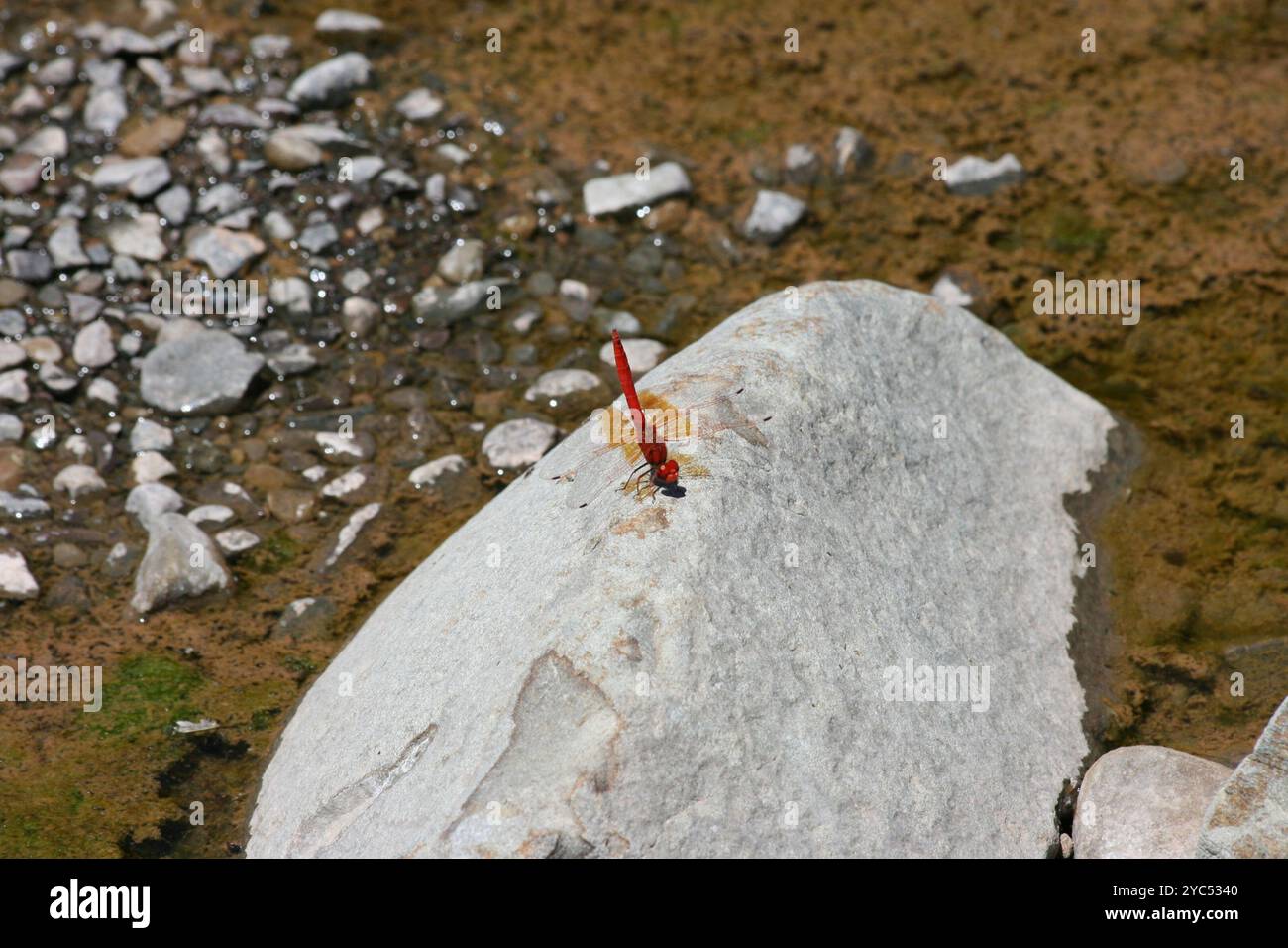 Orange-winged Dropwing (Trithemis kirbyi) Insecta Stock Photo - Alamy