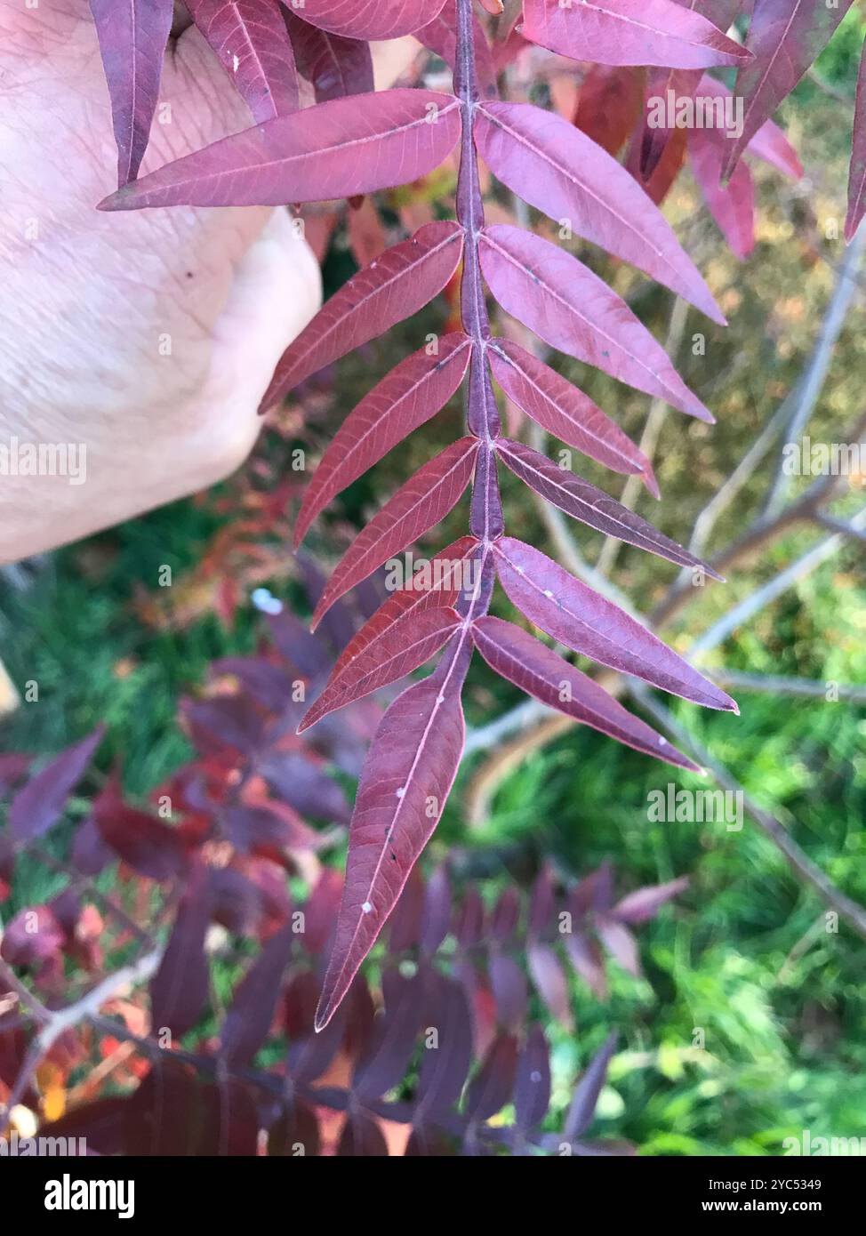 Prairie flameleaf sumac (Rhus lanceolata) Plantae Stock Photo - Alamy