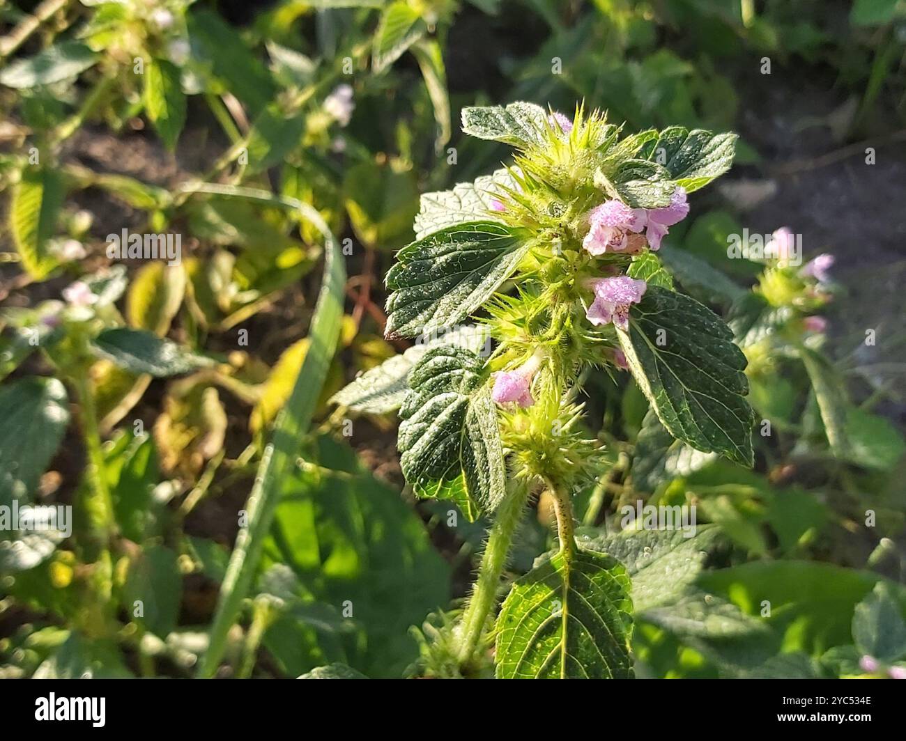 Common hemp-nettle (Galeopsis tetrahit) Plantae Stock Photo - Alamy