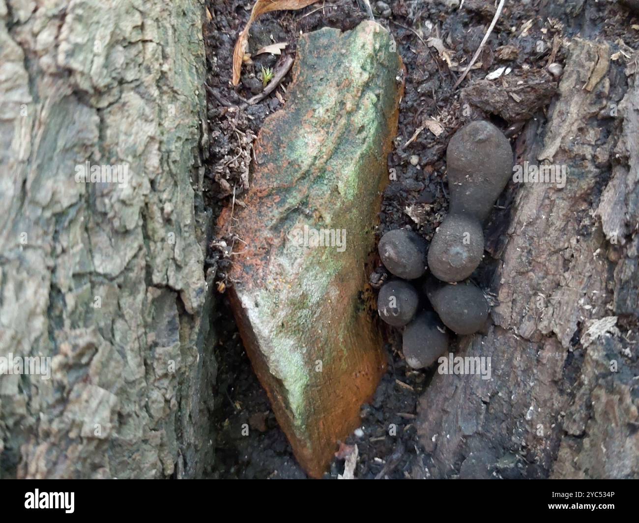 dead man's fingers (Xylaria polymorpha) Fungi Stock Photo - Alamy