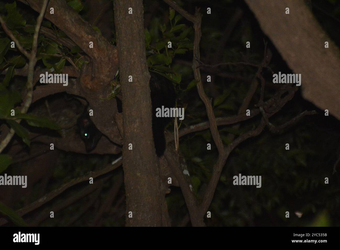 Brown Palm Civet (Paradoxurus jerdoni) Mammalia Stock Photo - Alamy