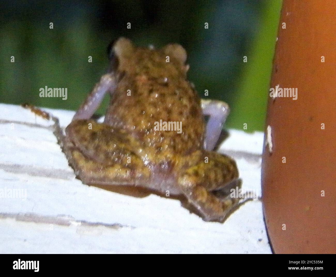 Rain Frogs (Eleutherodactylus) Amphibia Stock Photo - Alamy