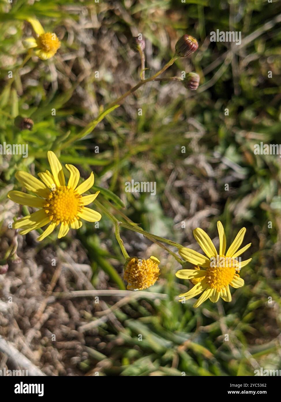 Madagascar Ragwort (Senecio madagascariensis) Plantae Stock Photo - Alamy