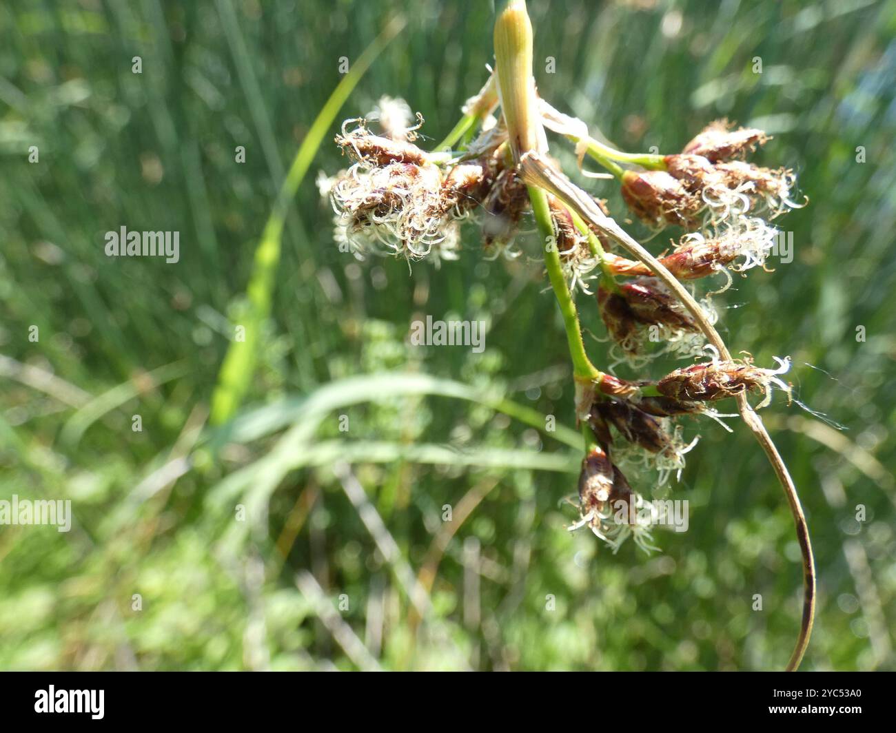 soft-stemmed bulrush (Schoenoplectus tabernaemontani) Plantae Stock ...