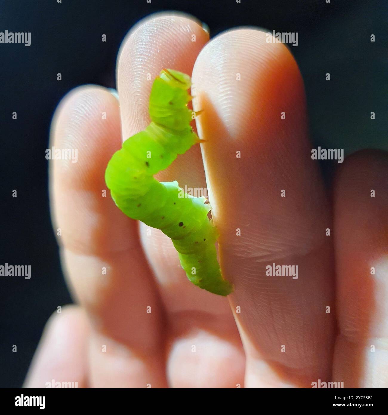 Geometer Moths (Geometridae) Insecta Stock Photo - Alamy