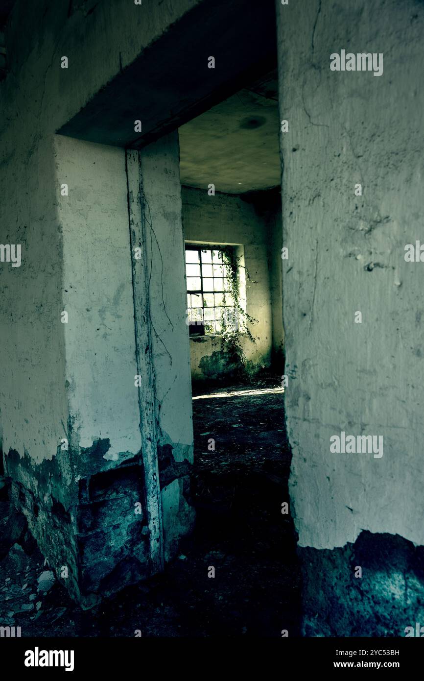 abandoned building window with sun rays and ivy Stock Photo - Alamy