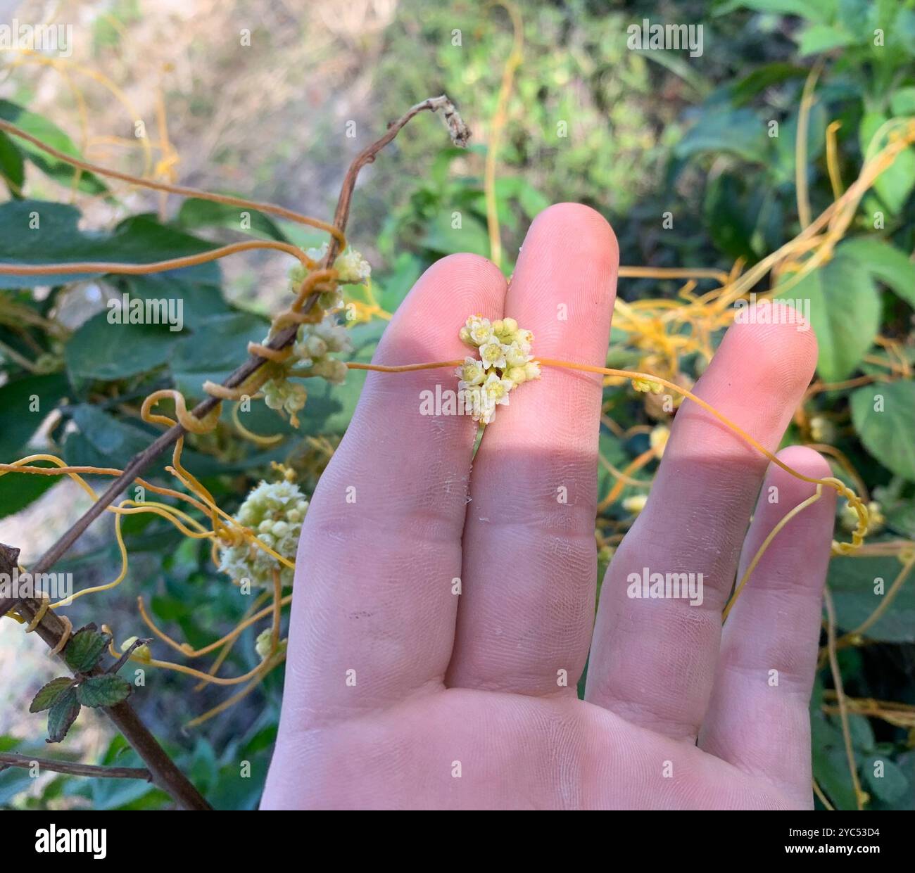 dodders (Cuscuta) Plantae Stock Photo - Alamy