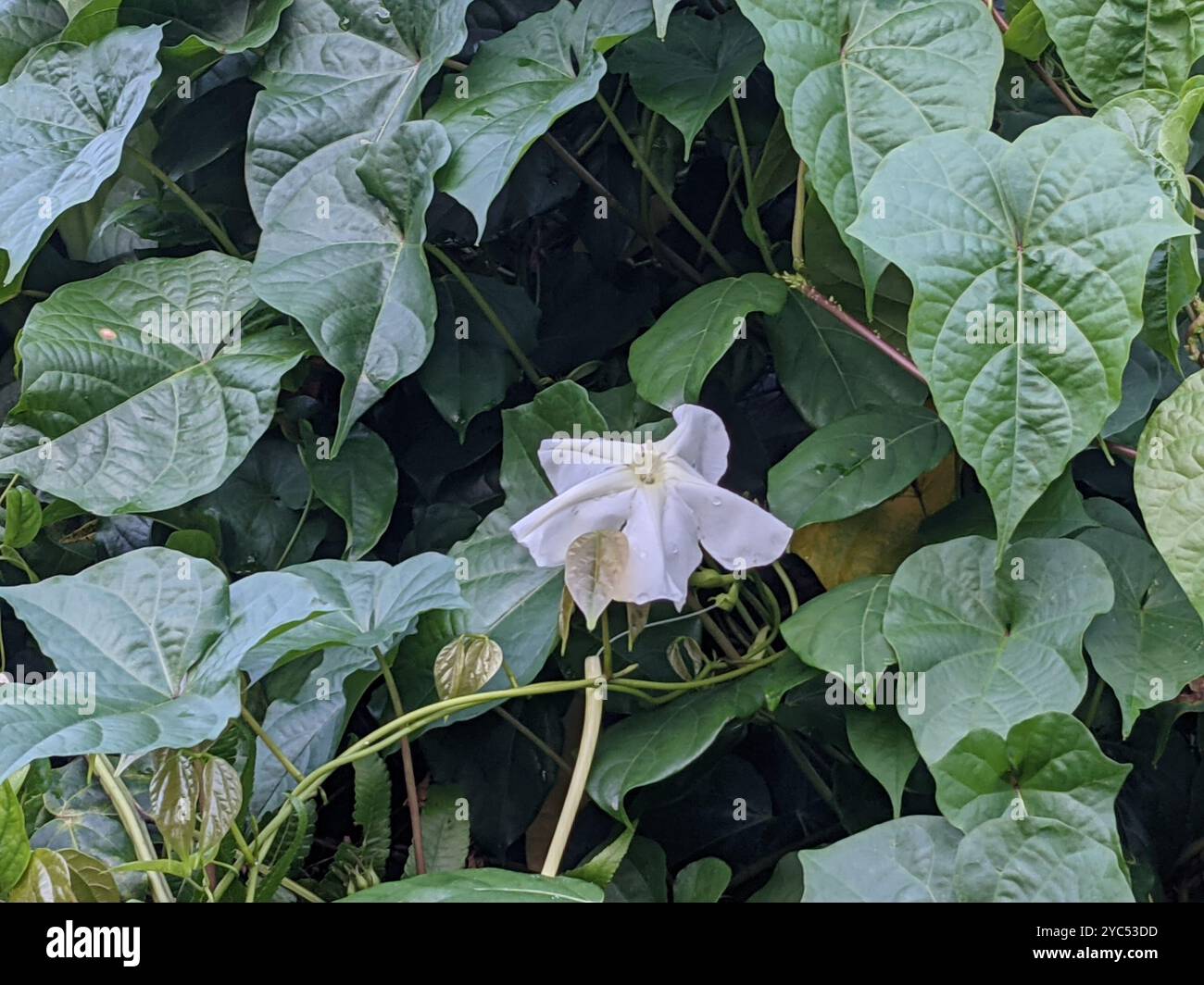 Moonflower (Ipomoea alba) Plantae Stock Photo - Alamy