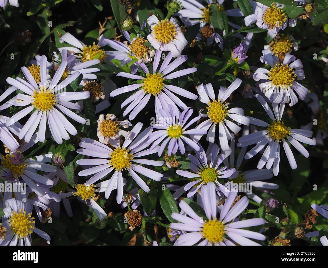 Aster indicus hi-res stock photography and images - Alamy