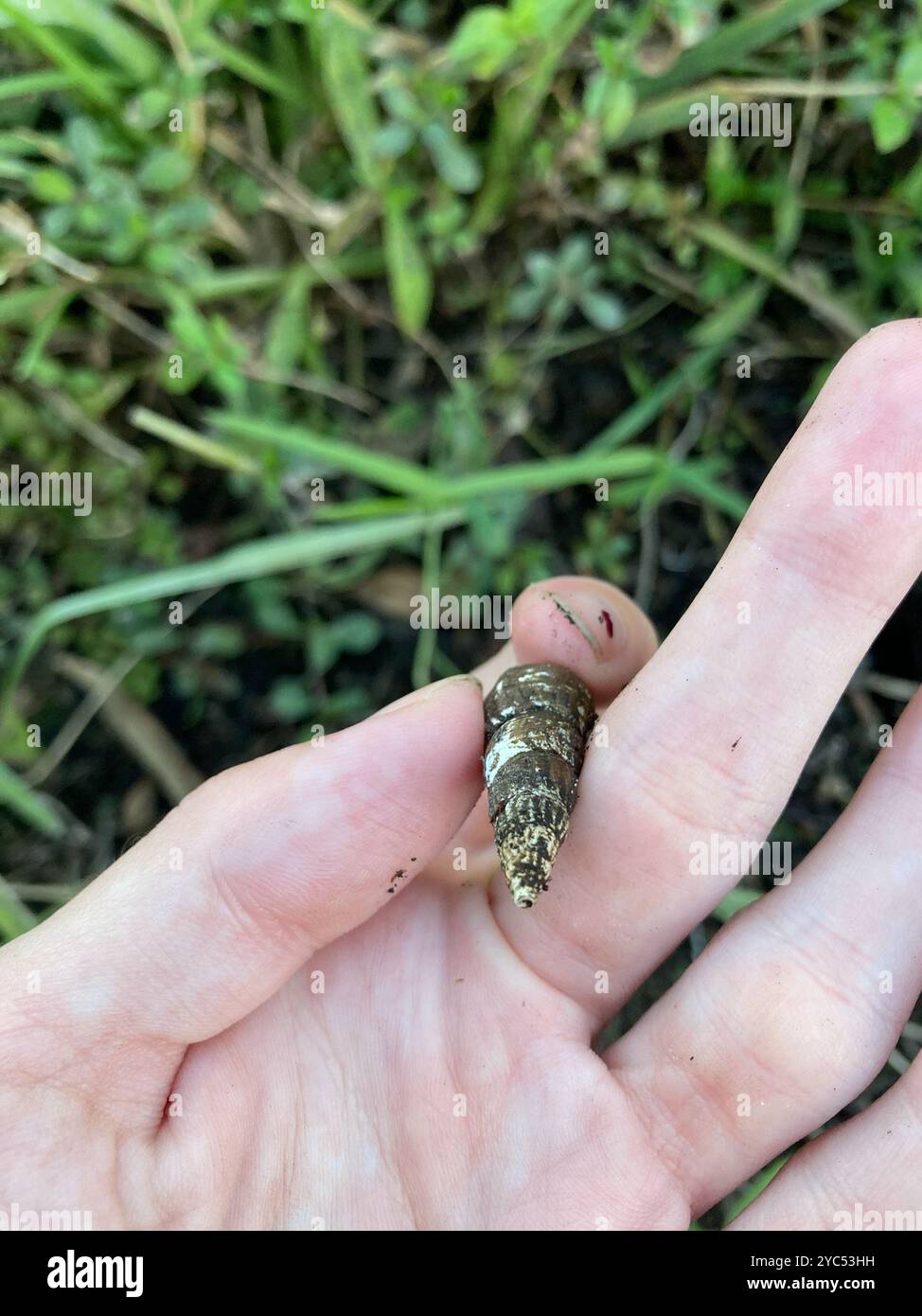 Red-rimmed Melania (Melanoides tuberculata) Mollusca Stock Photo - Alamy
