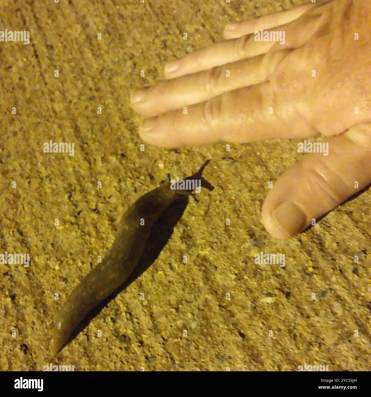 Yellow Cellar Slug (Limacus flavus) Mollusca Stock Photo - Alamy